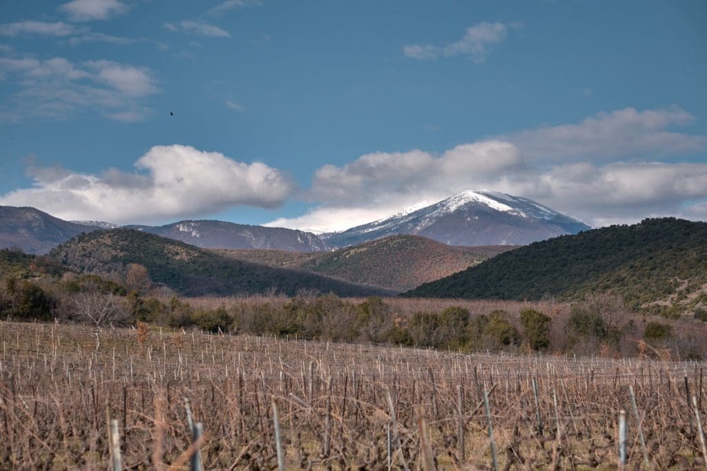 Xinomavro - Celebrating International Xinomavro Day - Wine Alchemy