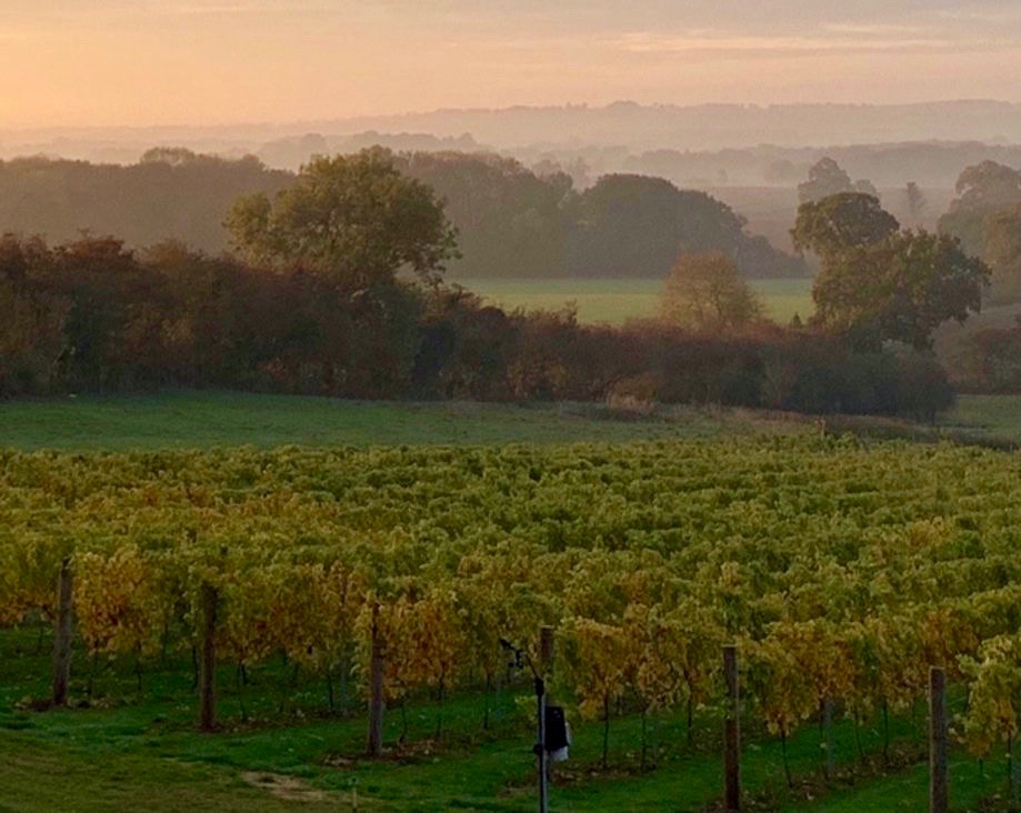 Lincolnshire is a wine-producing county too - Wine Alchemy