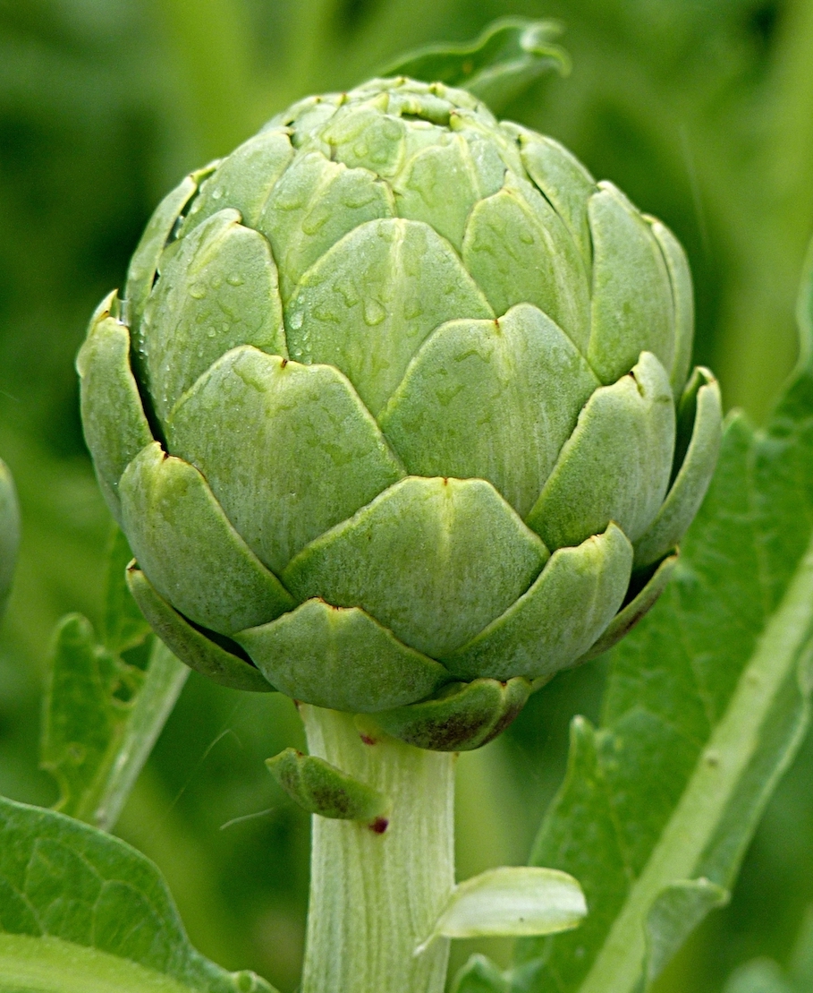 Artichoke Sauce with Spaghetti - effortless sophistication - Wine Alchemy